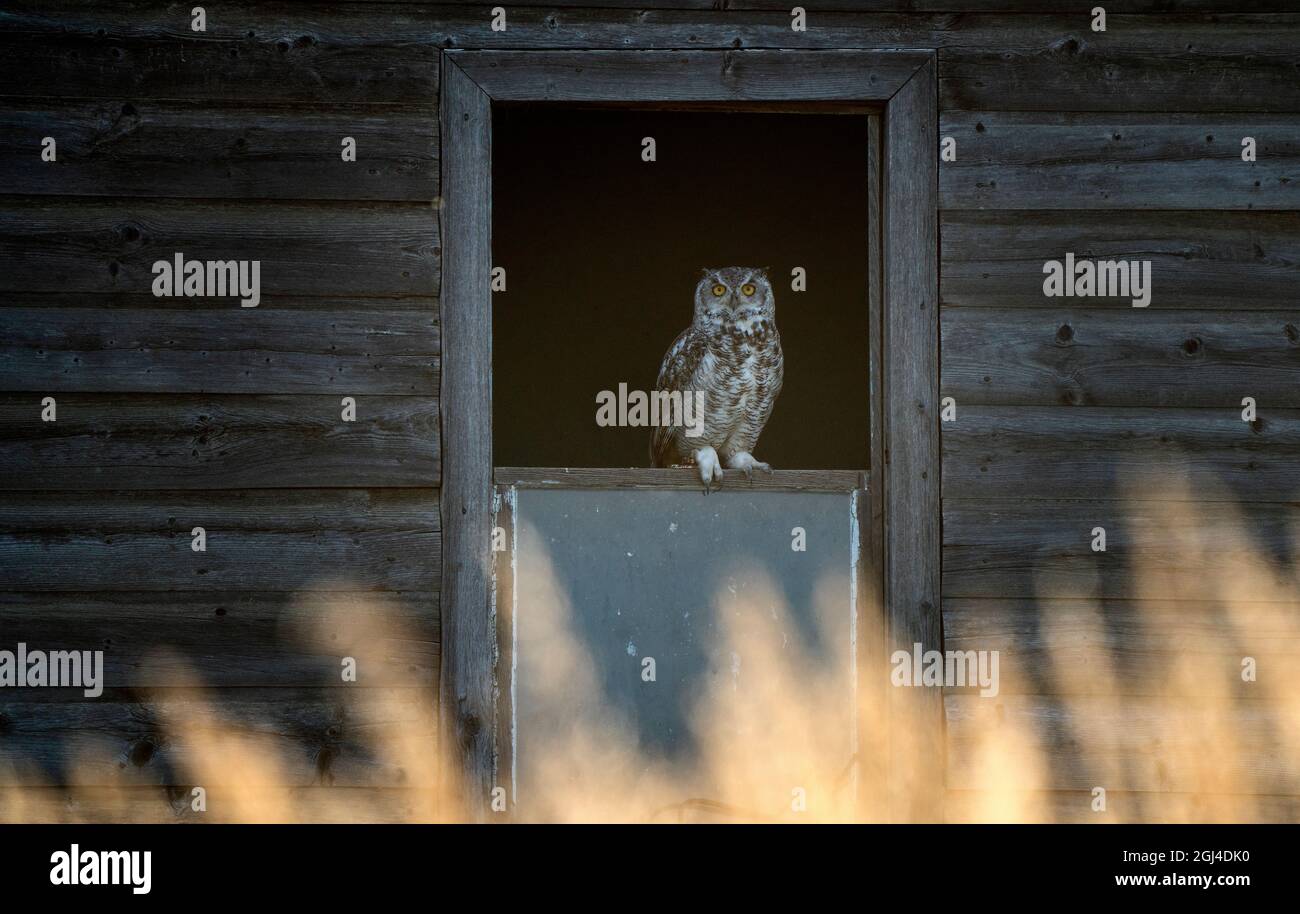 Young Great Horned Owl in a Barn Window Stock Photo - Alamy