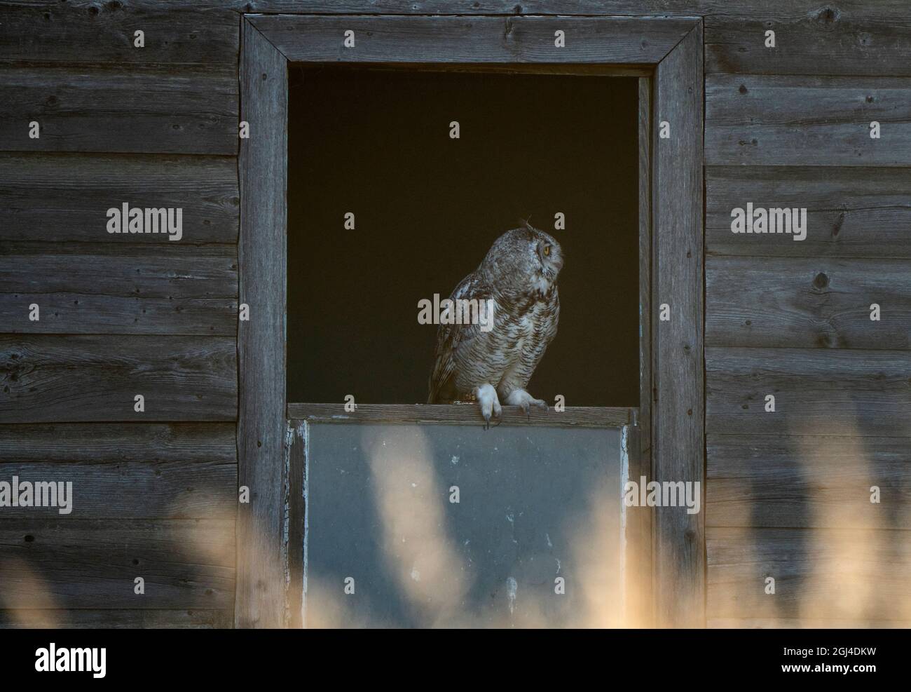 Young great horned owl hi-res stock photography and images - Alamy