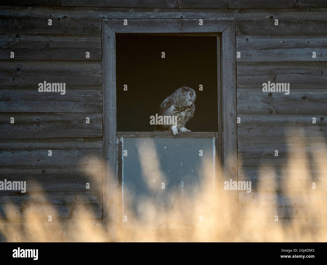 Young great horned owl hi-res stock photography and images - Alamy