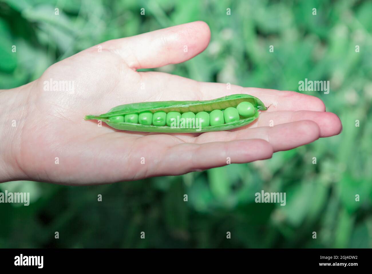 Farmer holding peas hi-res stock photography and images - Alamy