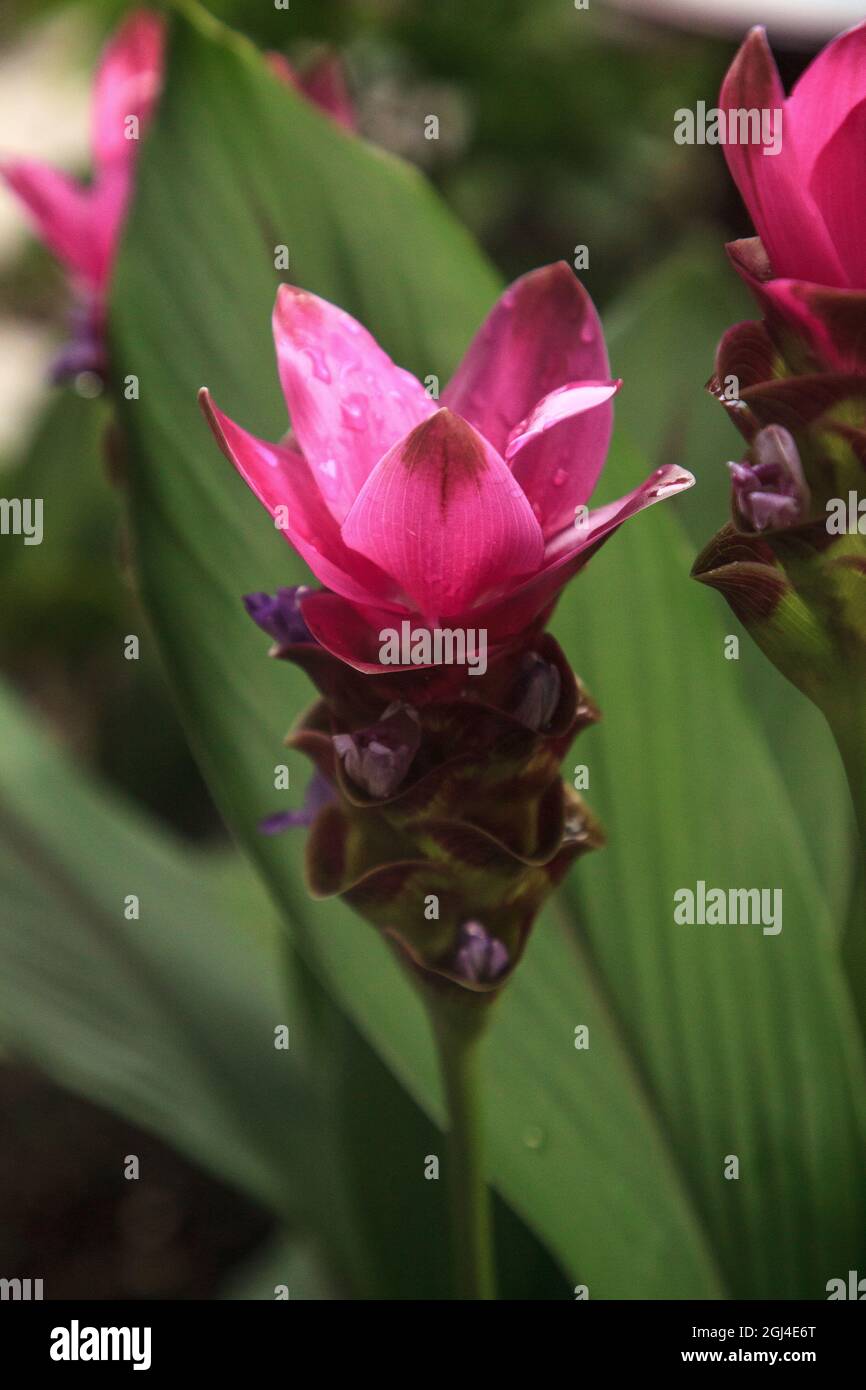 Siam tulip ginger flower hi-res stock photography and images - Alamy