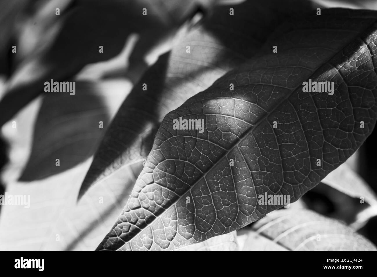 Grayscale closeup shot of details on leaves Stock Photo - Alamy