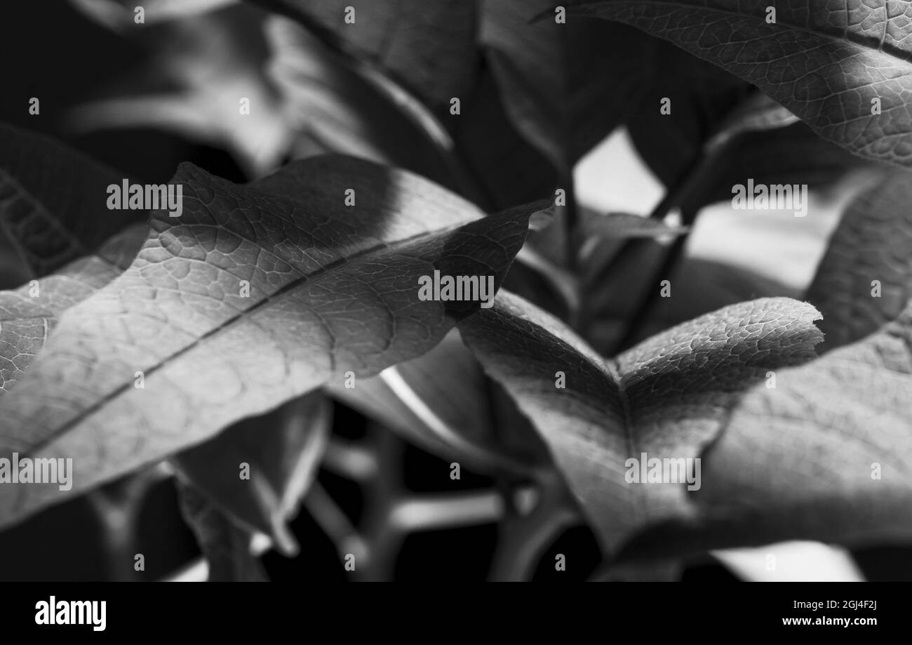 Grayscale closeup shot of details on leaves Stock Photo - Alamy