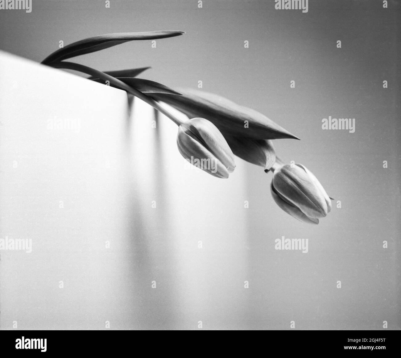 Wallpaper tulips Black and White Stock Photos & Images - Alamy