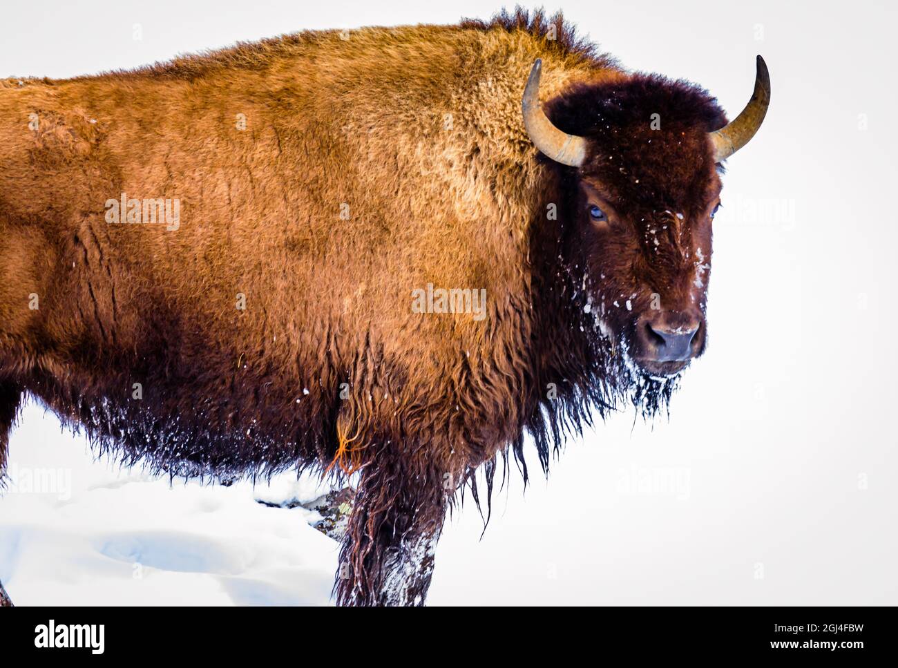 Bison frozen hi-res stock photography and images - Alamy