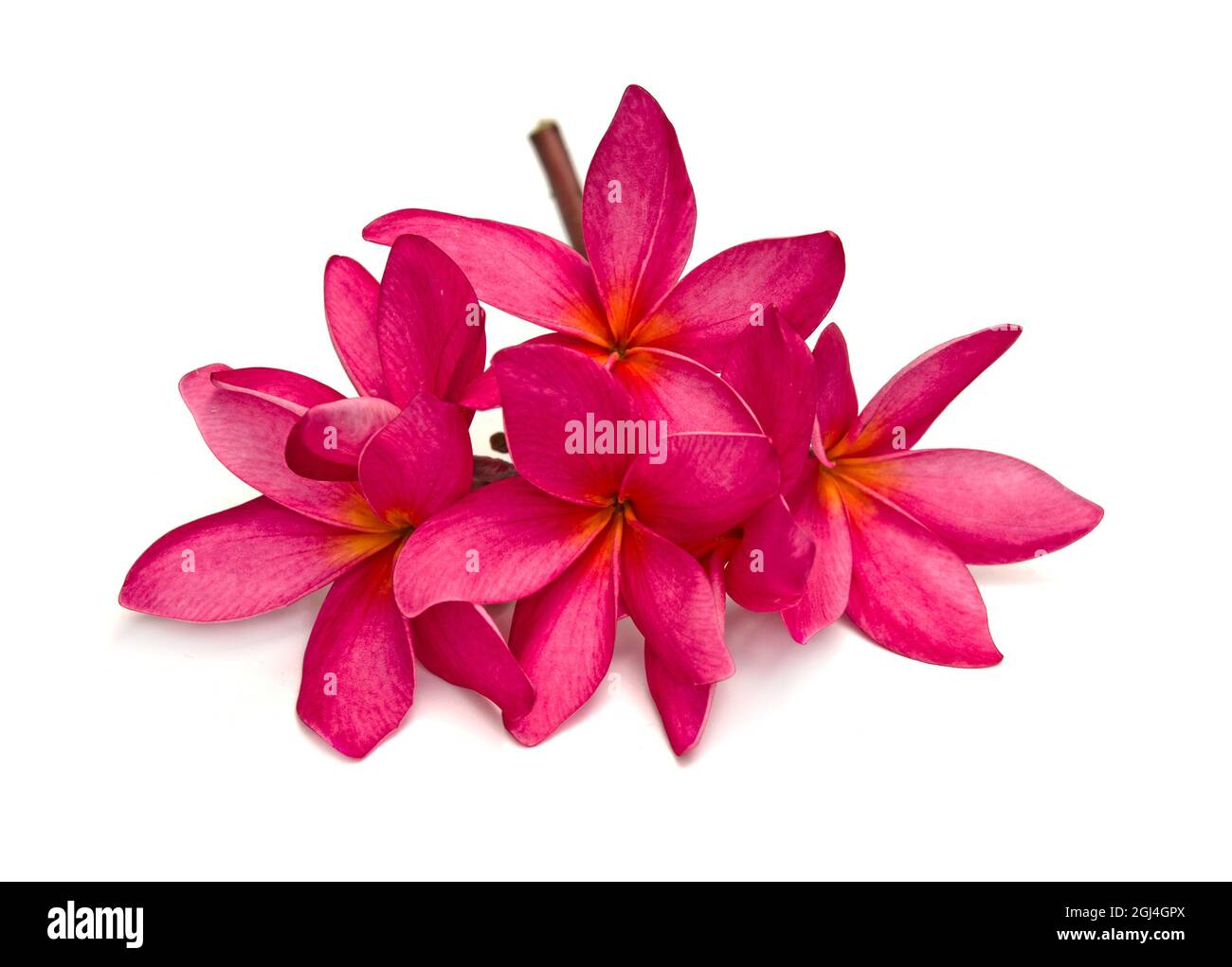 Frangipani flower isolated on white Stock Photo - Alamy