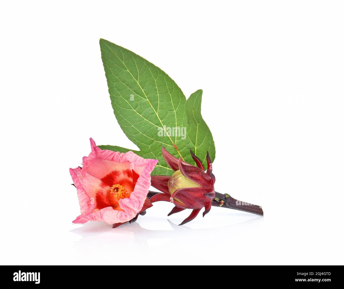 roselle hibiscus on white background Stock Photo - Alamy