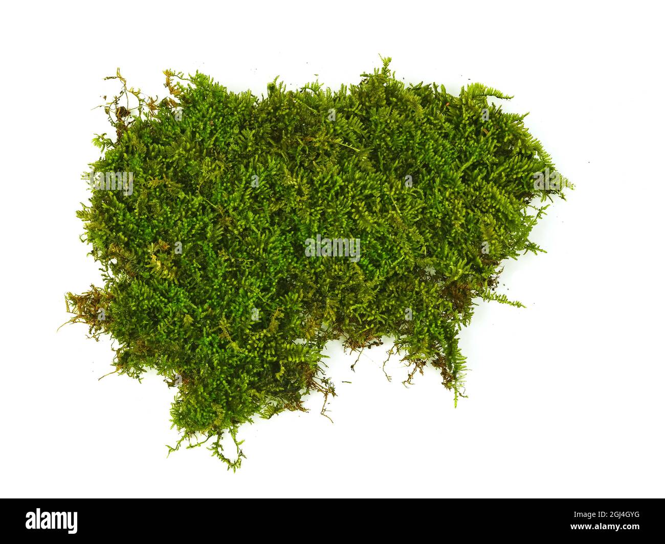 moss, Green moss isolated on white background Stock Photo - Alamy