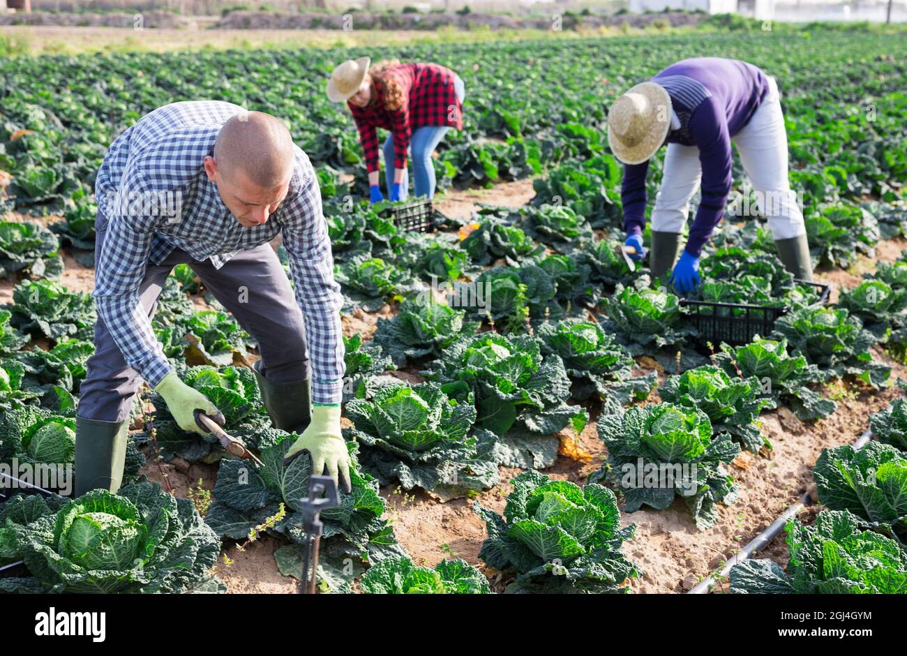 Man farmer picking green cabbage at a vegetable farm Stock Photo - Alamy