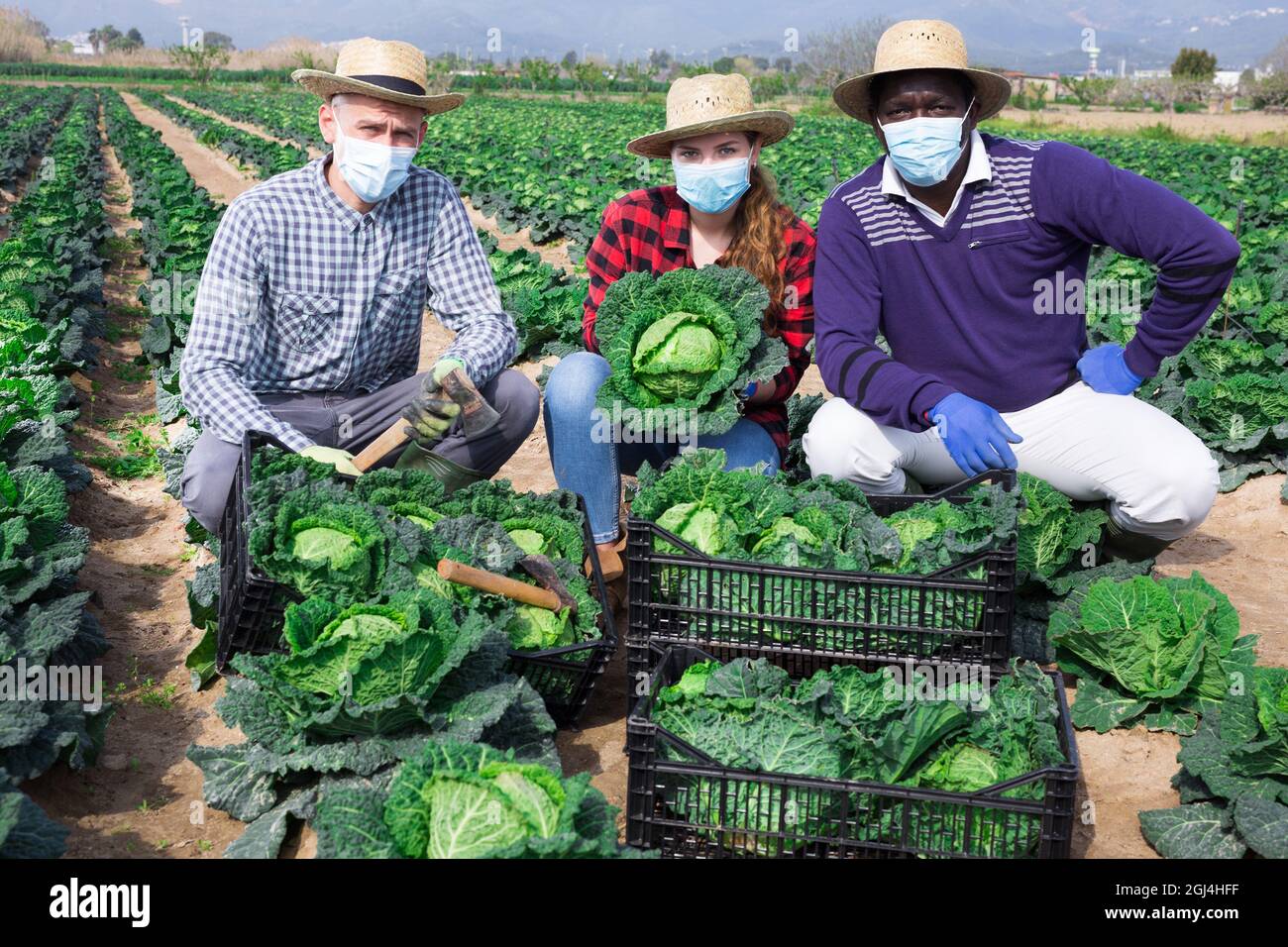 Farmers in protective mask posing with cabbage Stock Photo - Alamy