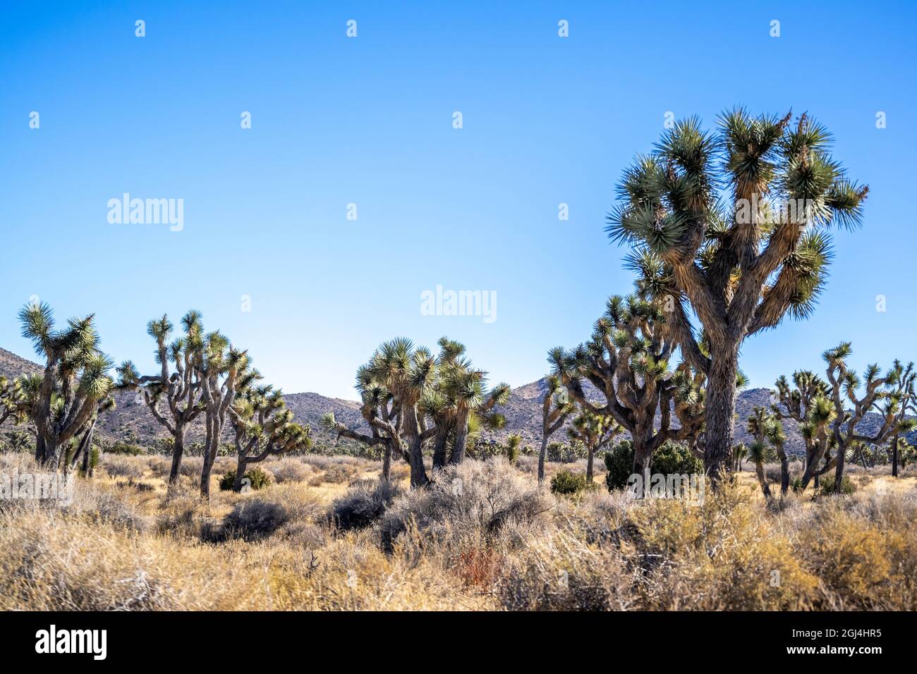 Joshua Trees in Joshua Tree National Park, California Stock Photo - Alamy