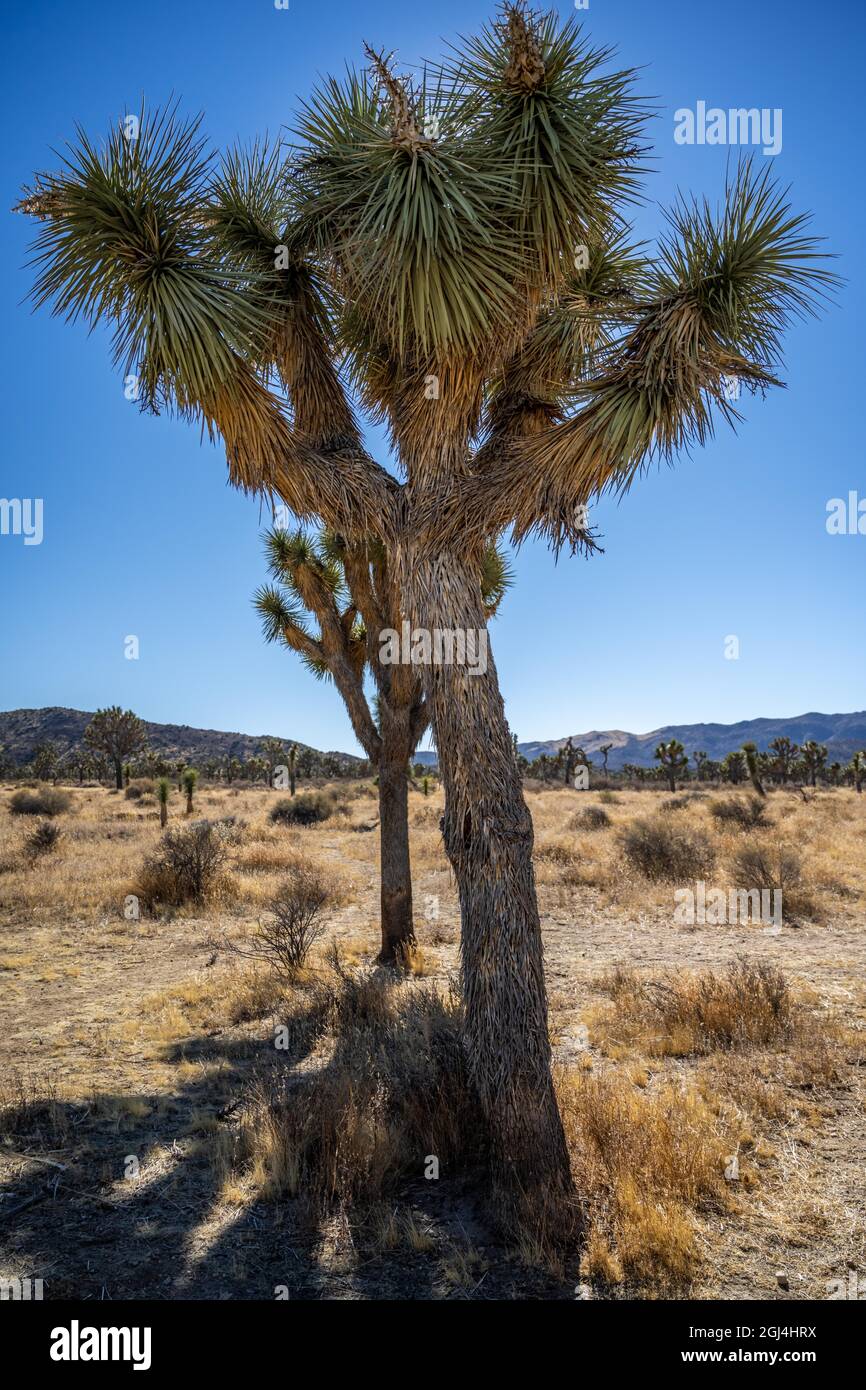 Joshua Trees in Joshua Tree National Park, California Stock Photo - Alamy