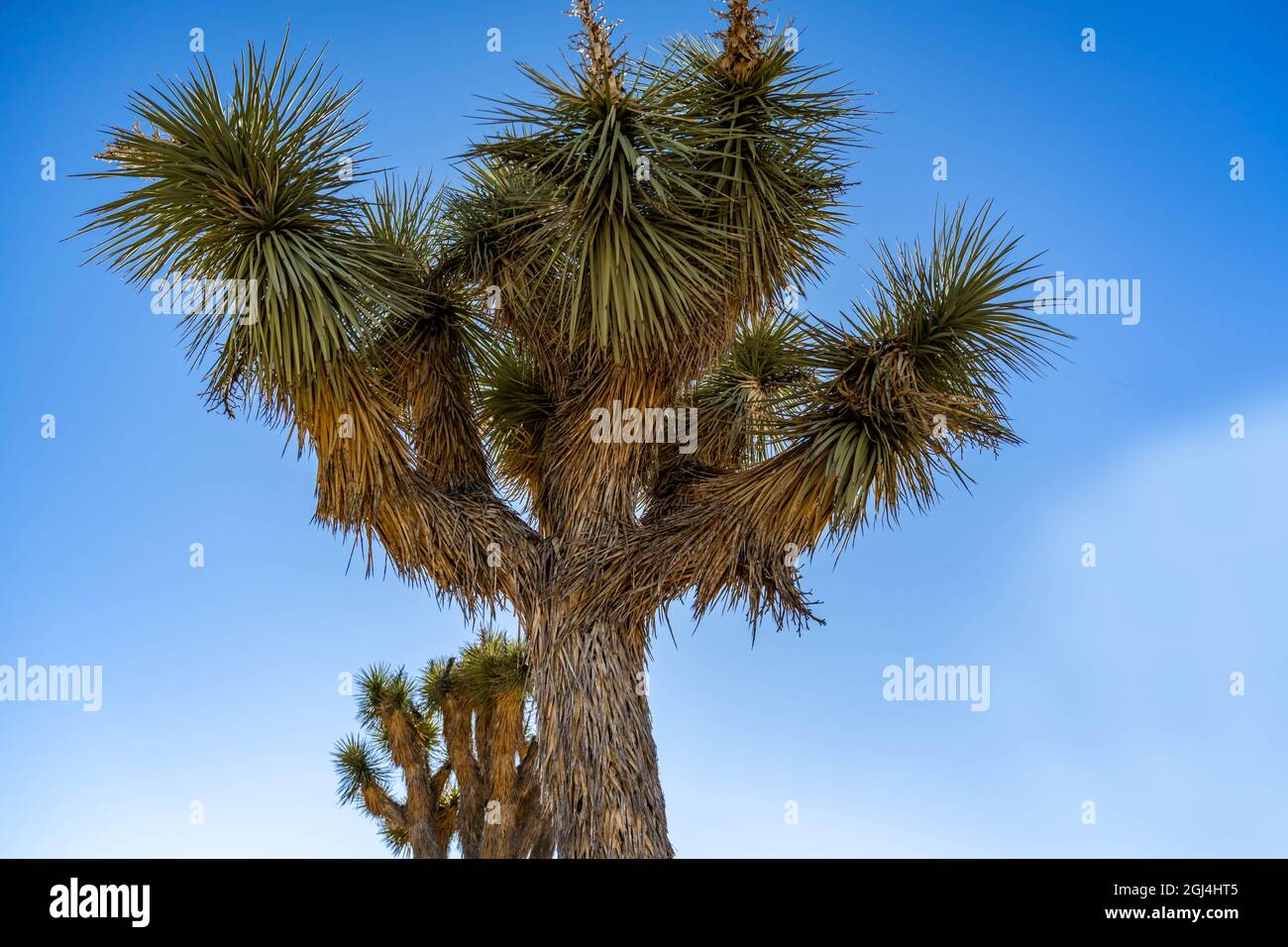Joshua Trees in Joshua Tree National Park, California Stock Photo - Alamy