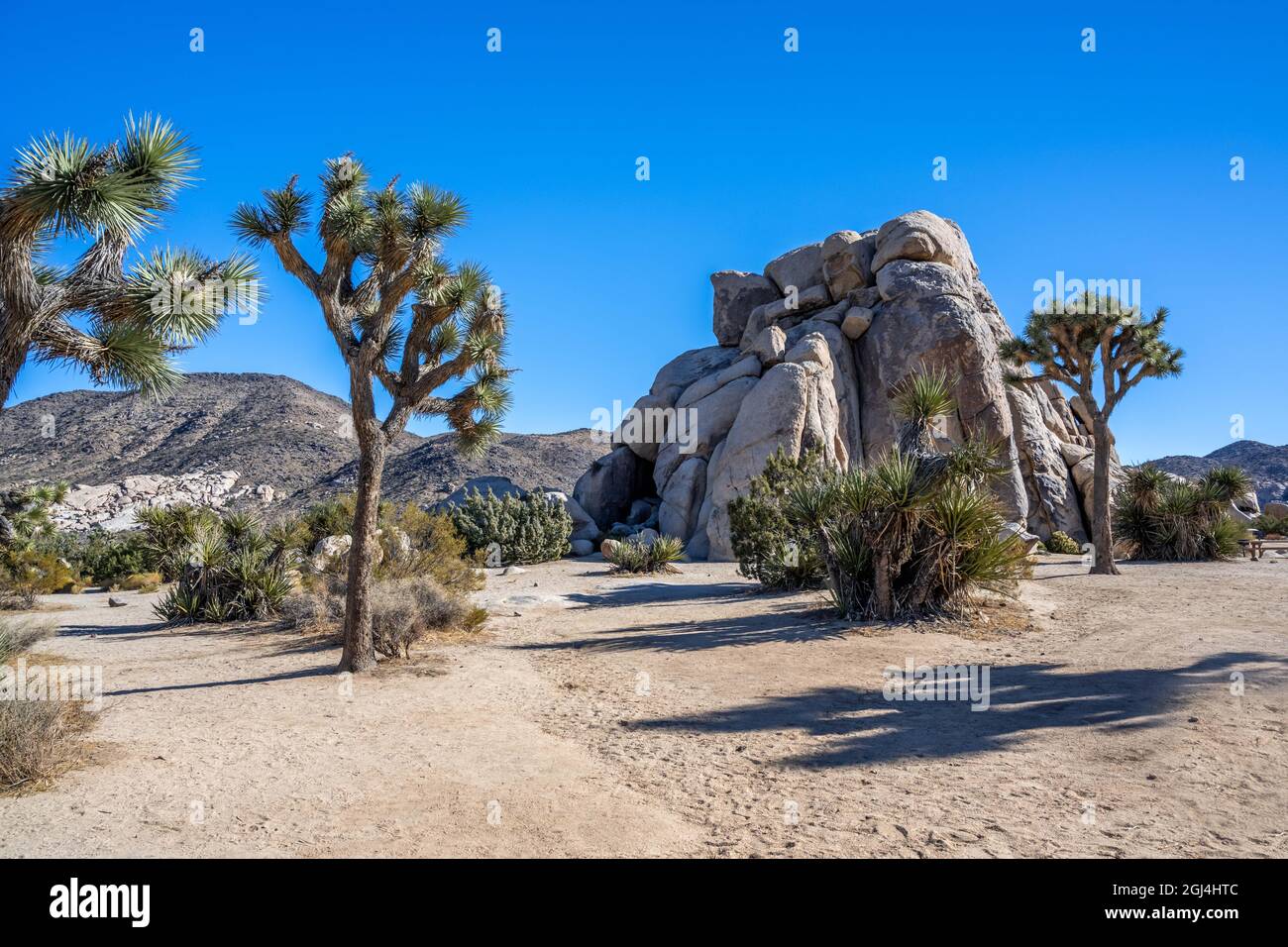 Joshua Trees in Joshua Tree National Park, California Stock Photo - Alamy