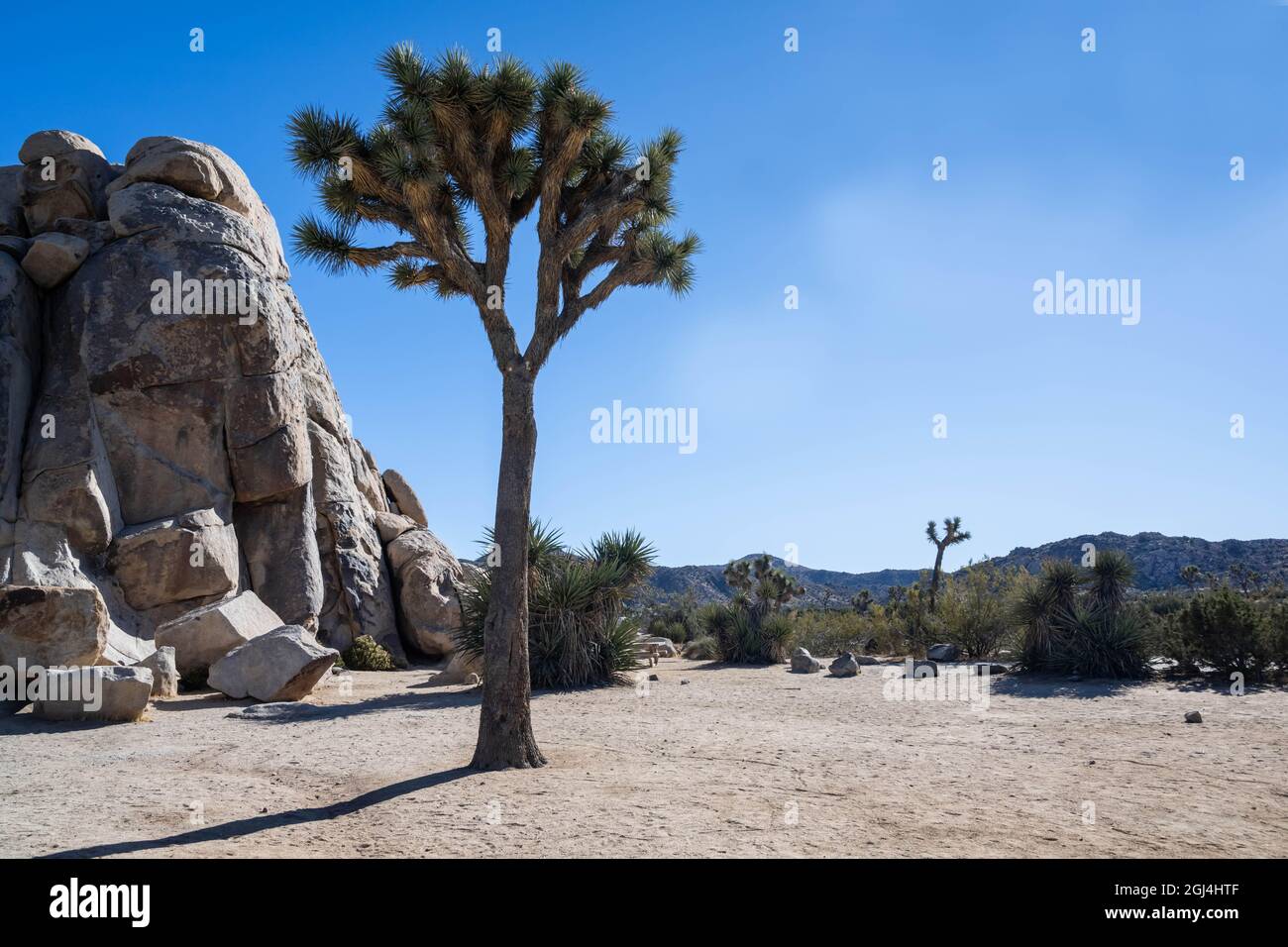 Joshua Trees in Joshua Tree National Park, California Stock Photo - Alamy