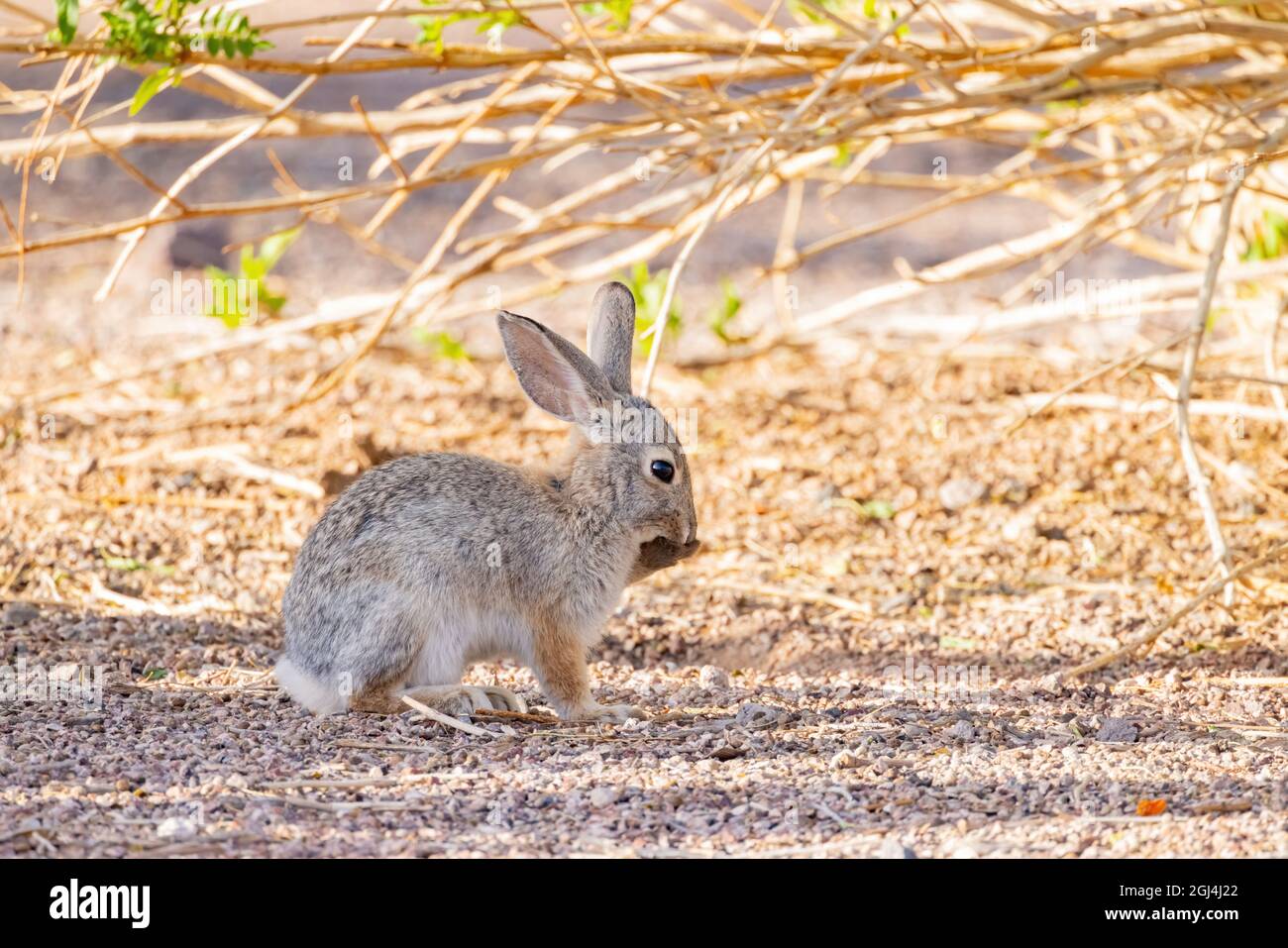 Audubons cottontail rabbits hi-res stock photography and images - Alamy