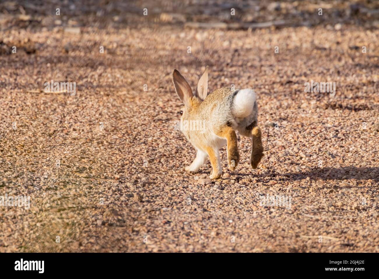 Audubons cottontail rabbits hi-res stock photography and images - Alamy