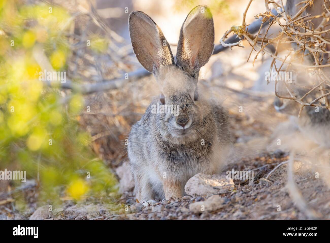 Close up shot of a cute Cottontail rabbit at Las Vegas, Nevada Stock ...