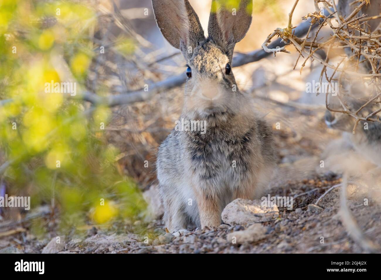 Audubons cottontail rabbits hi-res stock photography and images - Alamy