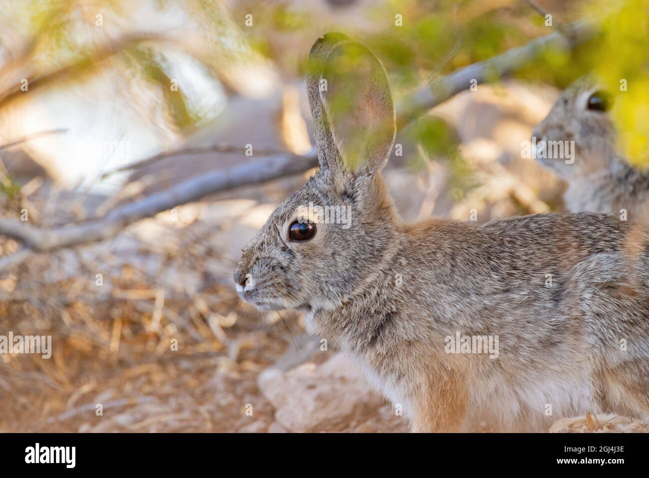 Audubons cottontail rabbits hi-res stock photography and images - Alamy