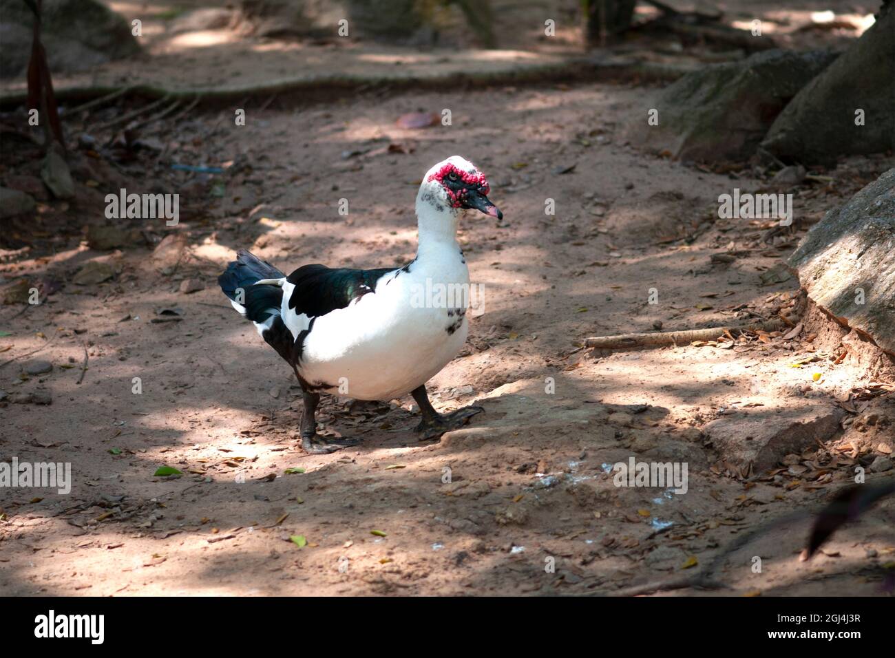 Outdoors photo of Muscovy duck walking alone in forest Stock Photo - Alamy