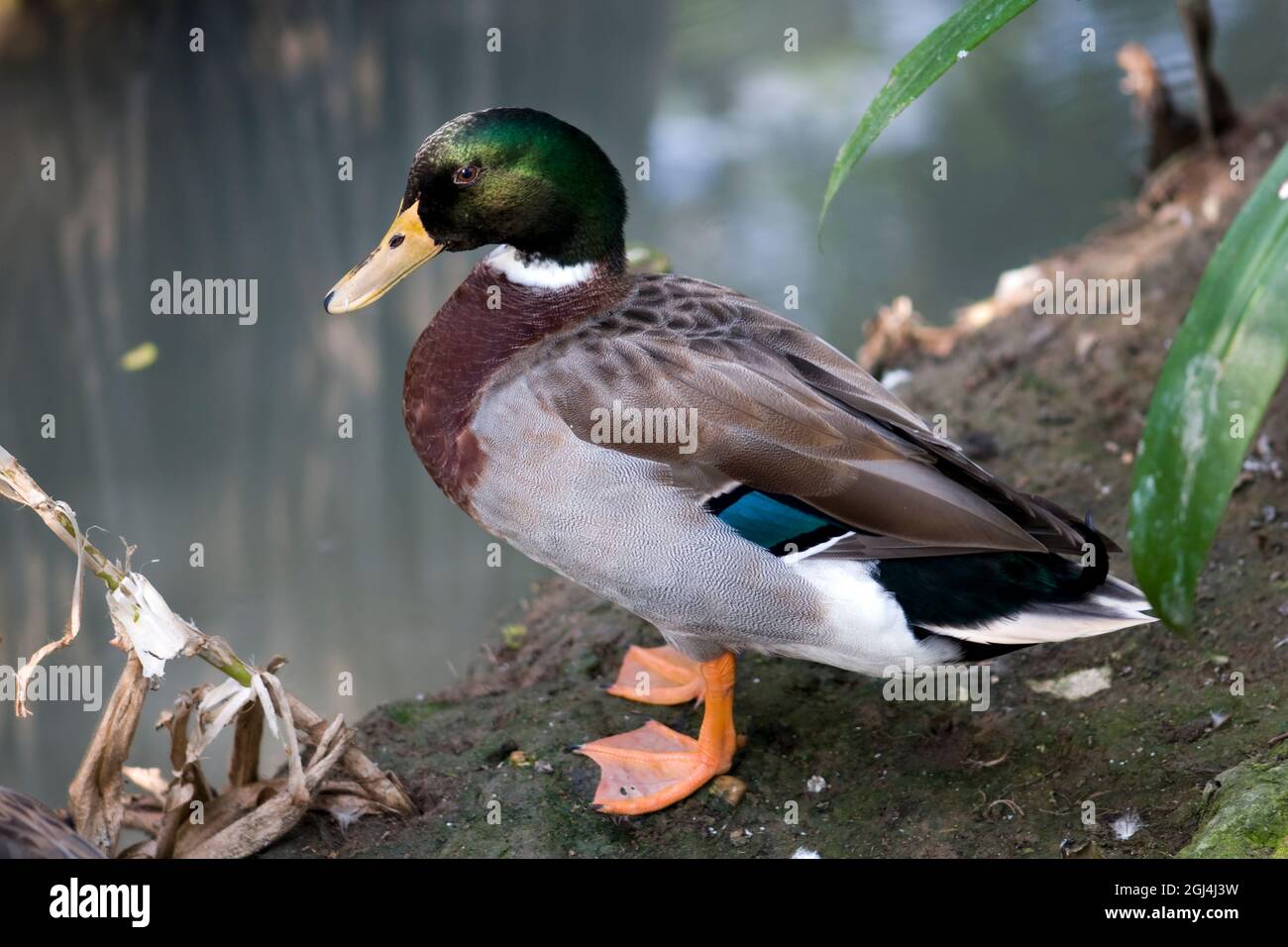 Side view photo of mallard duck standing alone near pond in forest ...