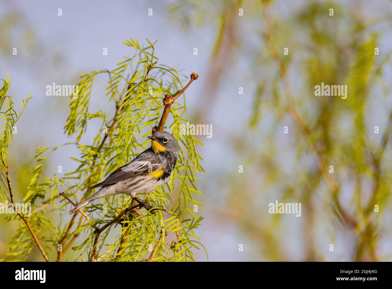 Close up shot of cute Audubon's warbler at Nevada Stock Photo - Alamy