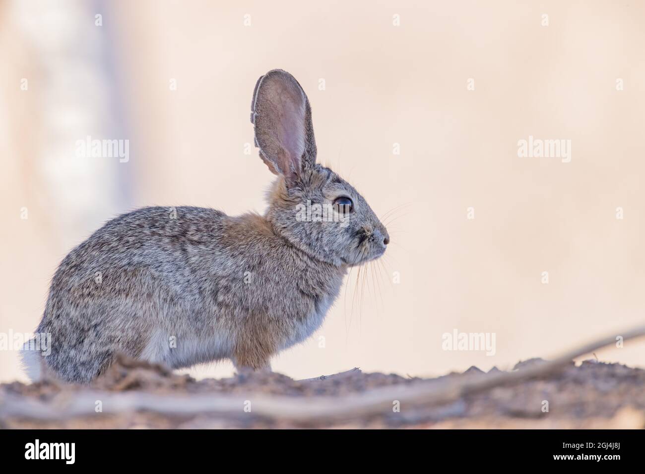 Audubons cottontail rabbits hi-res stock photography and images - Alamy