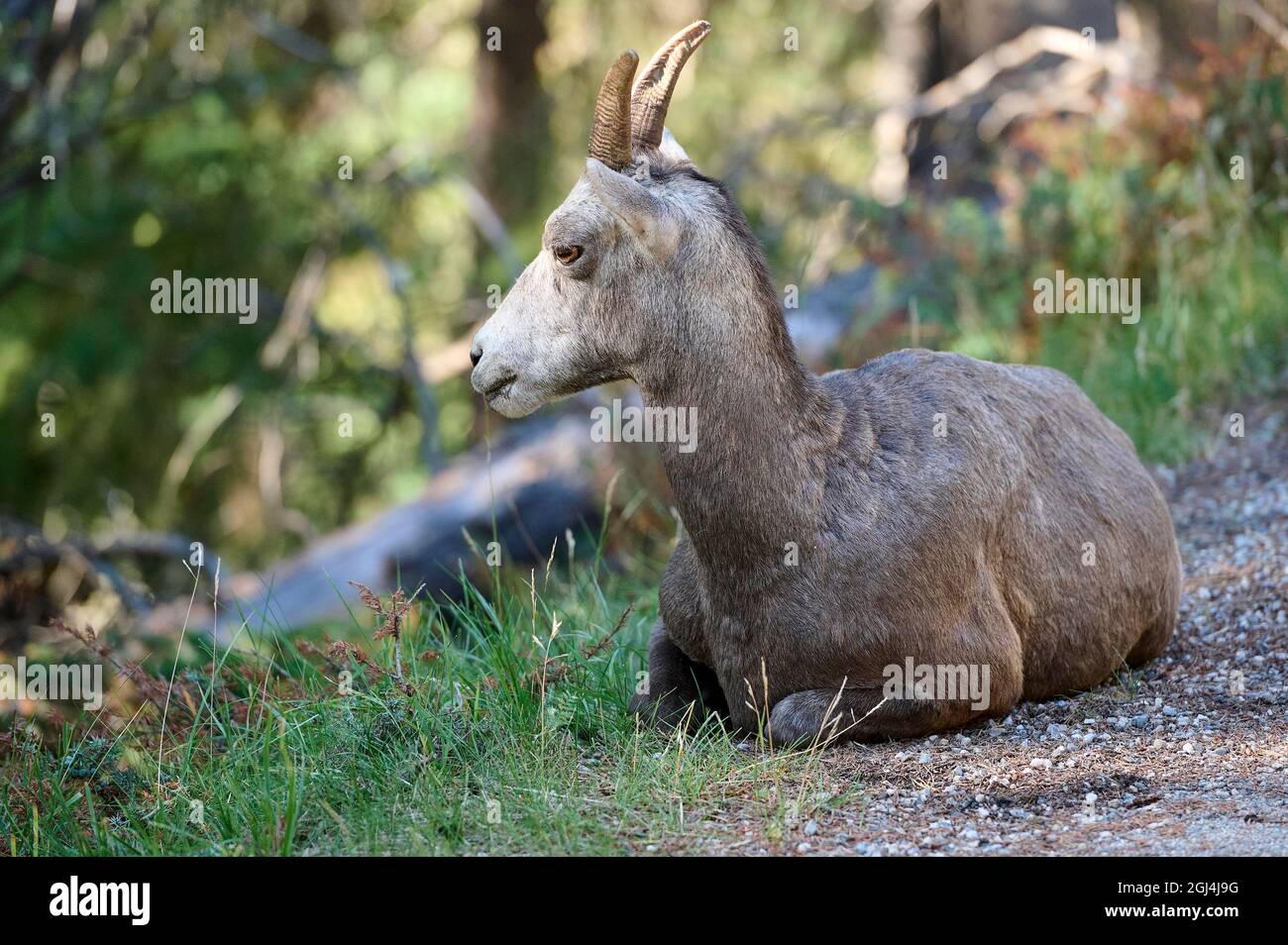 Bighorn sheep (Ovis canadensis) ewe, Minnewanka loop, Banff, Alberta ...