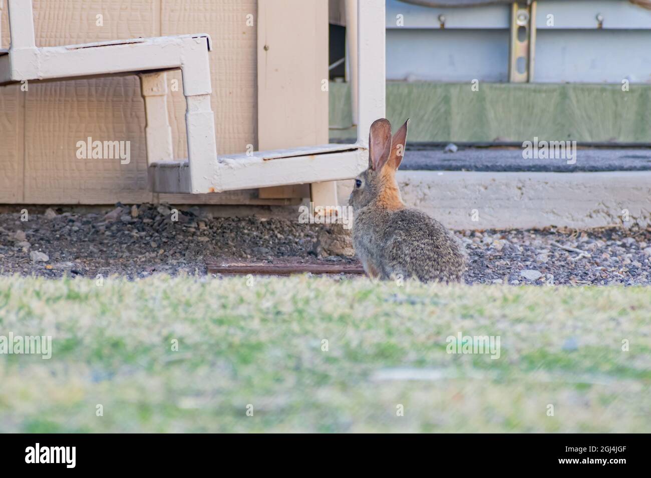 Audubons cottontail rabbits hi-res stock photography and images - Alamy