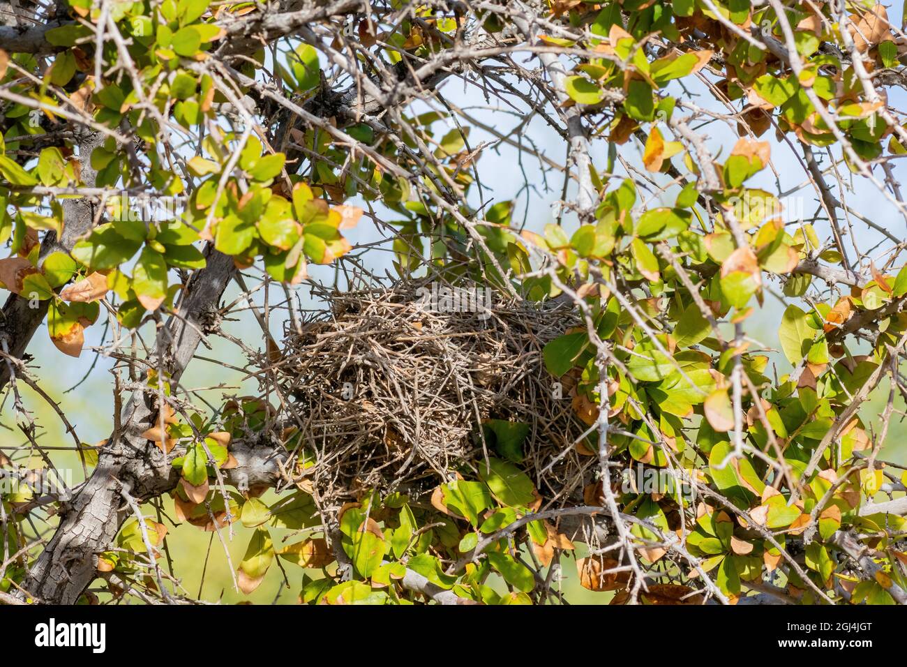 Shot of a bird hi-res stock photography and images - Alamy