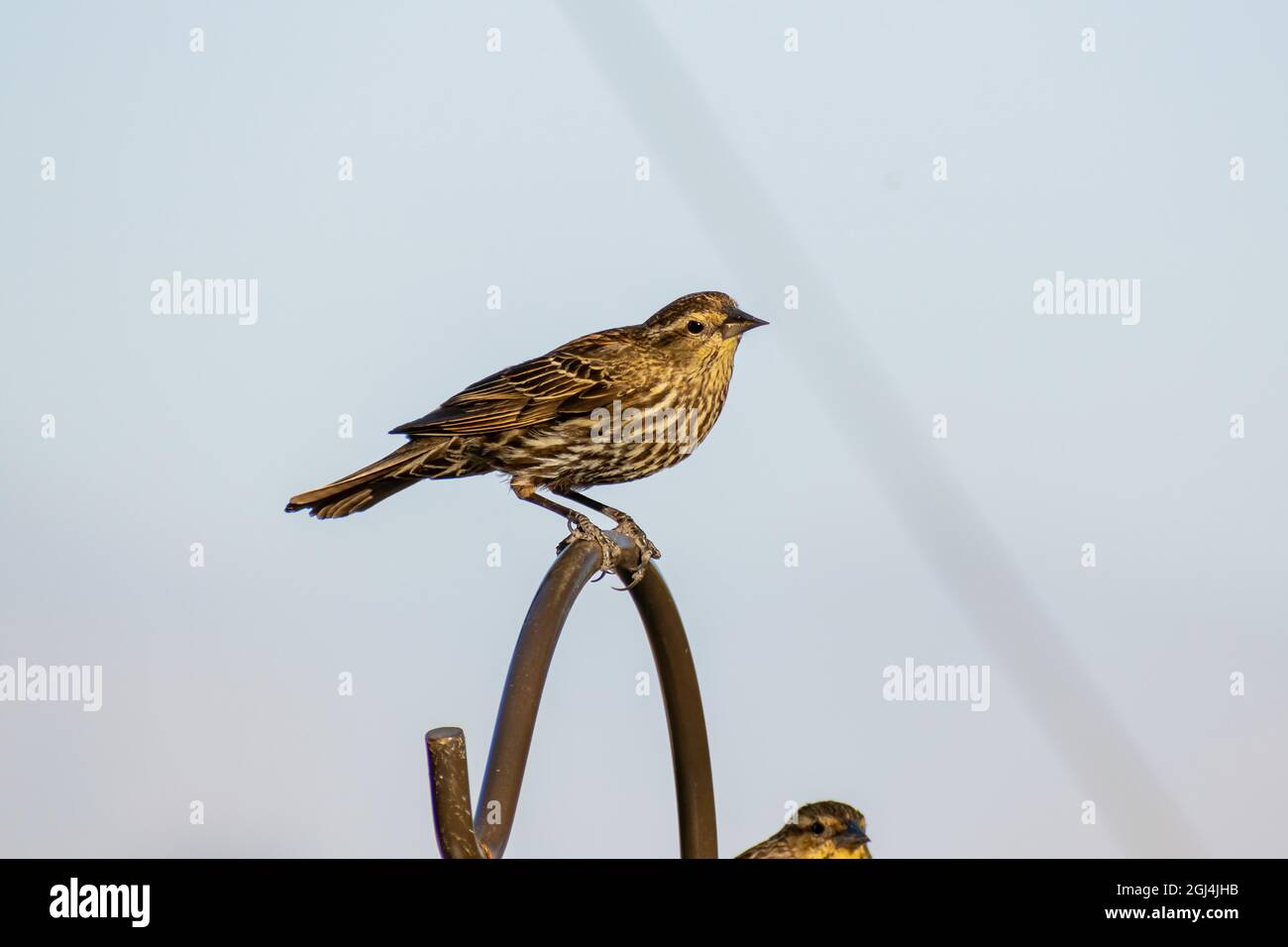 White crowned sparrow beautiful bird hi-res stock photography and ...
