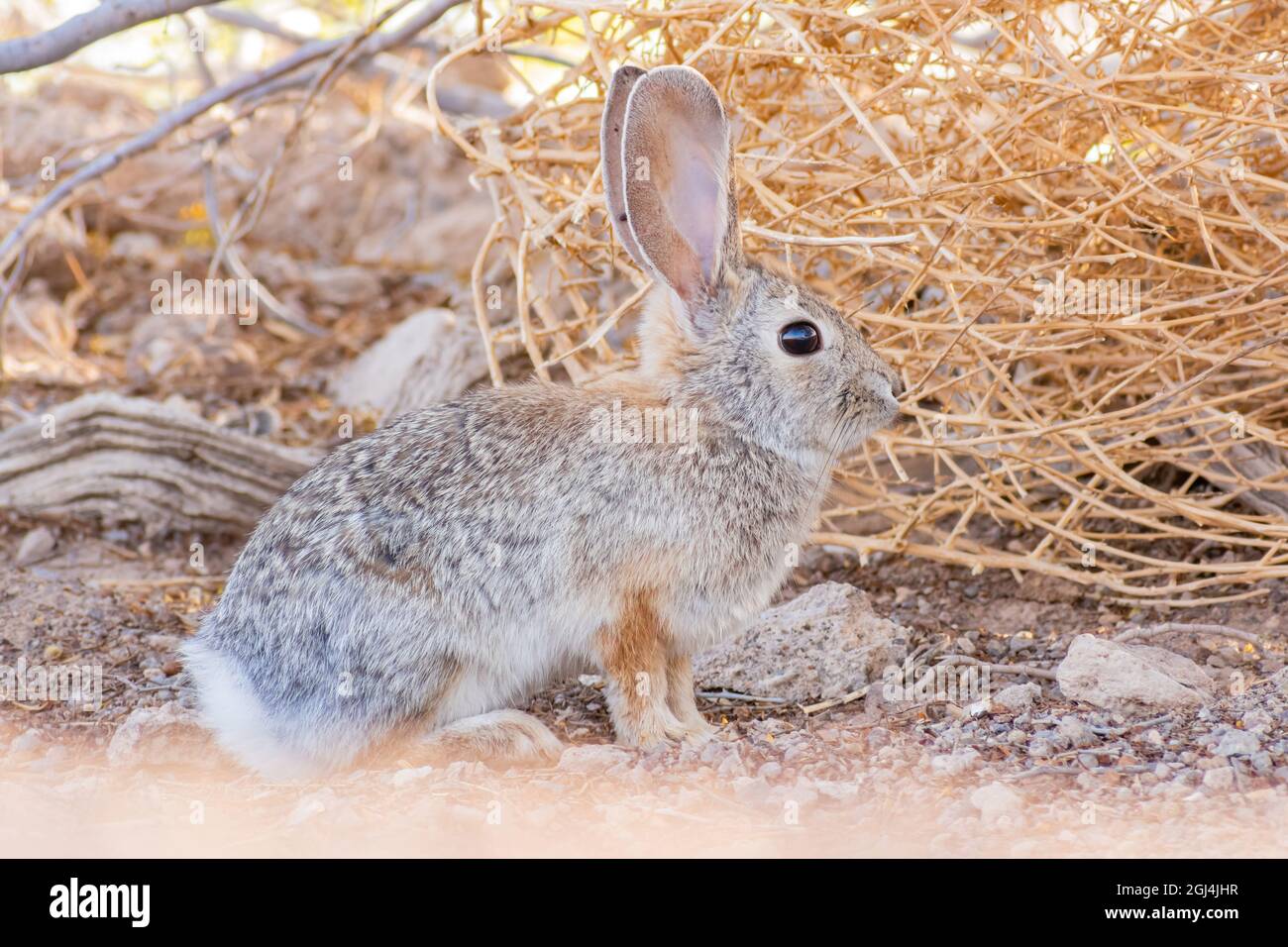 Cute cottontail rabbit hi-res stock photography and images - Alamy