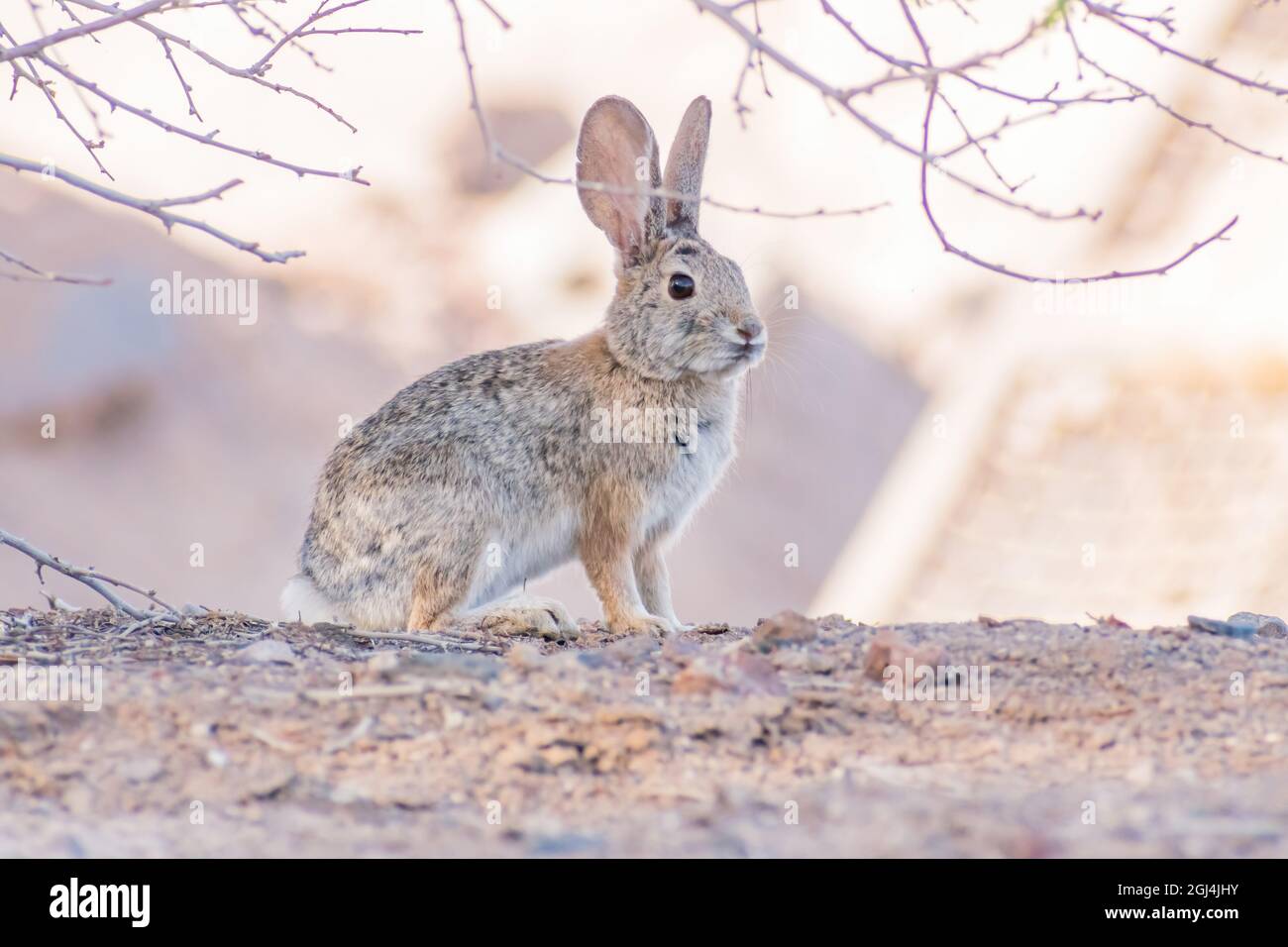 Audubons cottontail rabbits hi-res stock photography and images - Alamy