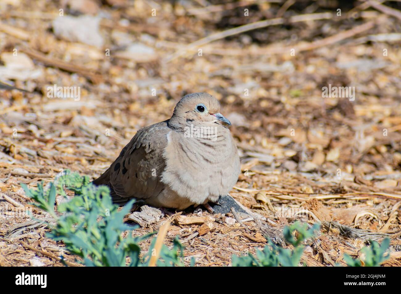 Cute pigeon hi-res stock photography and images - Alamy