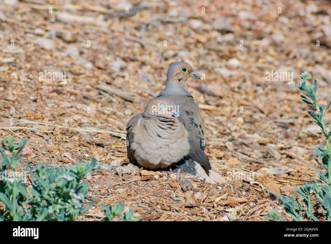 Cute pigeon hi-res stock photography and images - Alamy