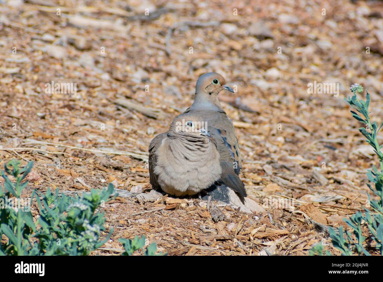Cute pigeon hi-res stock photography and images - Alamy
