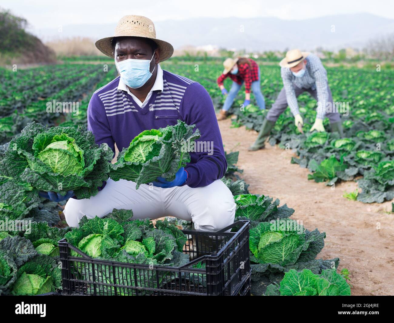 African american farmer in protective mask harvesting cabbage Stock ...