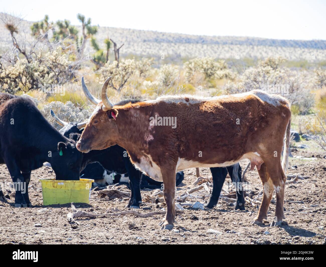 Sunny view of a farm with many cows at Nevada Stock Photo - Alamy