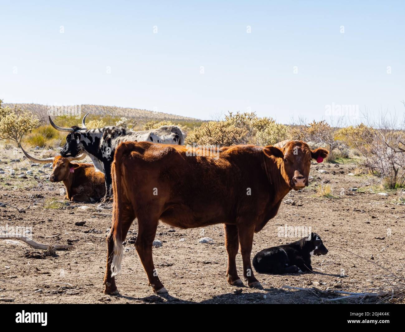 Sunny view of a farm with many cows at Nevada Stock Photo - Alamy