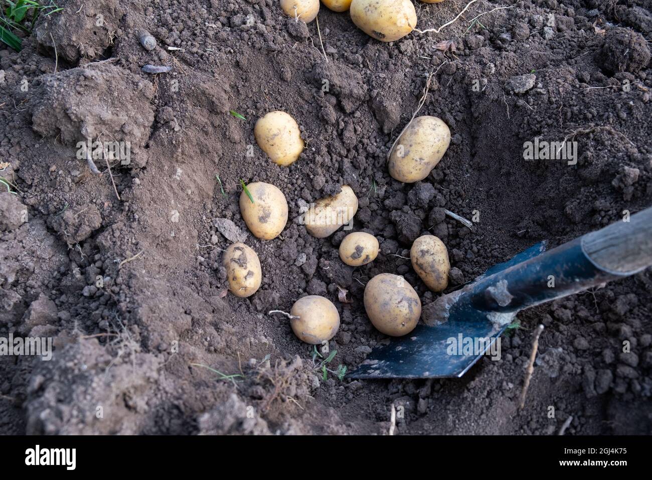 Harvesting potato fork hi-res stock photography and images - Alamy