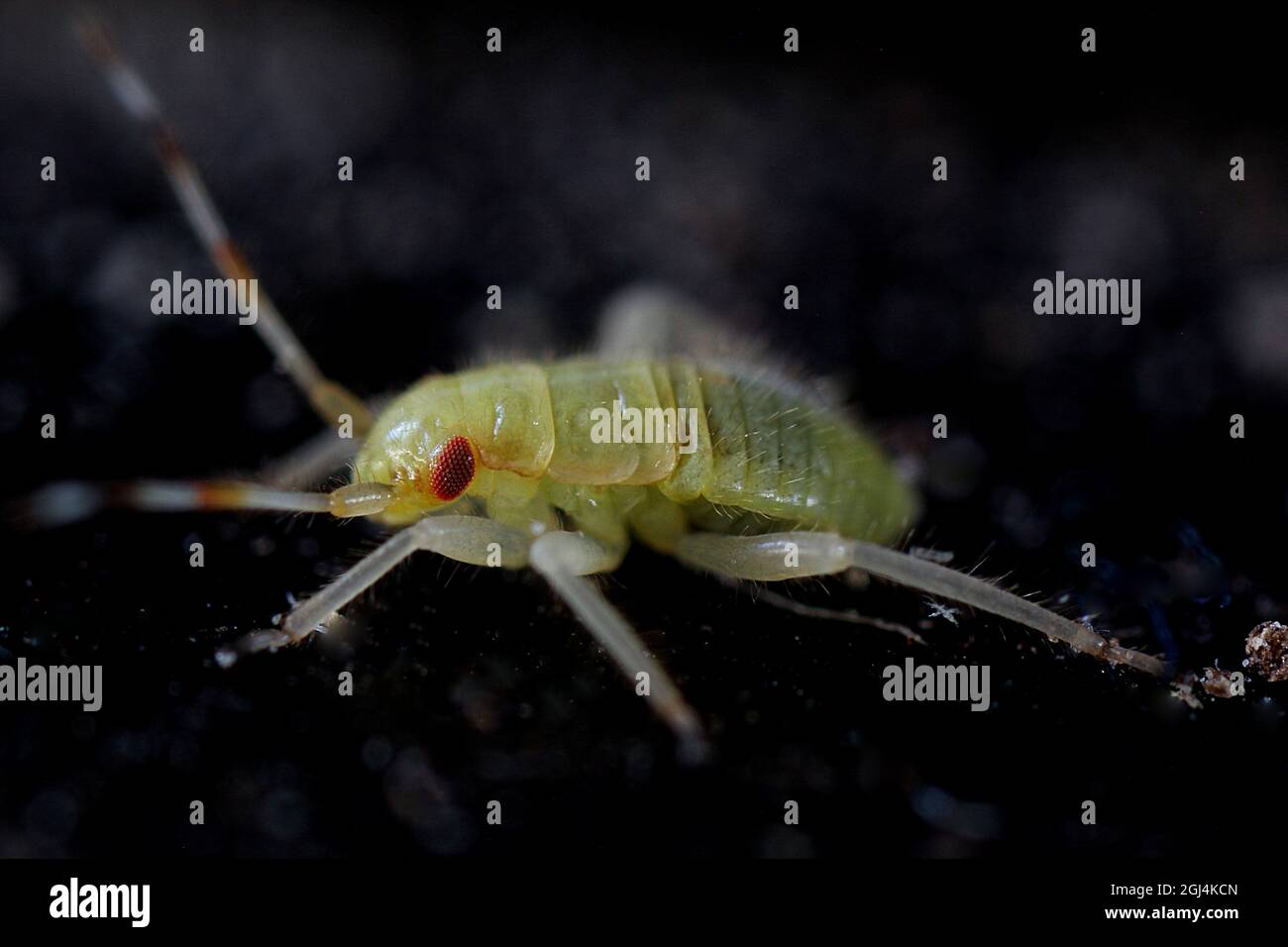 Juvenile insect - first instar, probably a plant sap sucker (Miridae ...