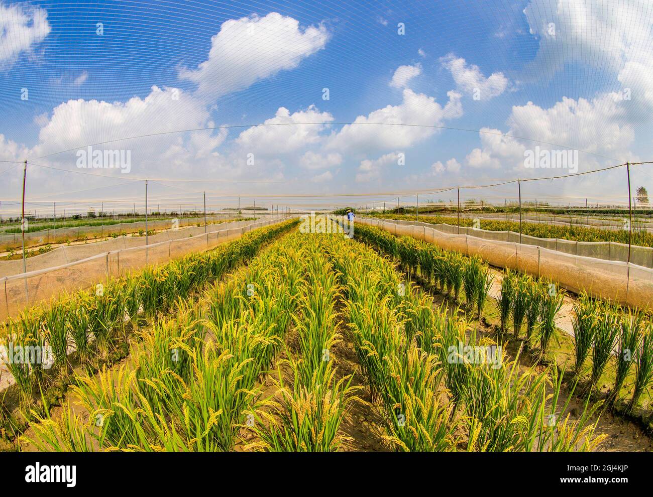 SUQIAN, CHINA - SEPTEMBER 8, 2021 - A staff member works at a rice and ...