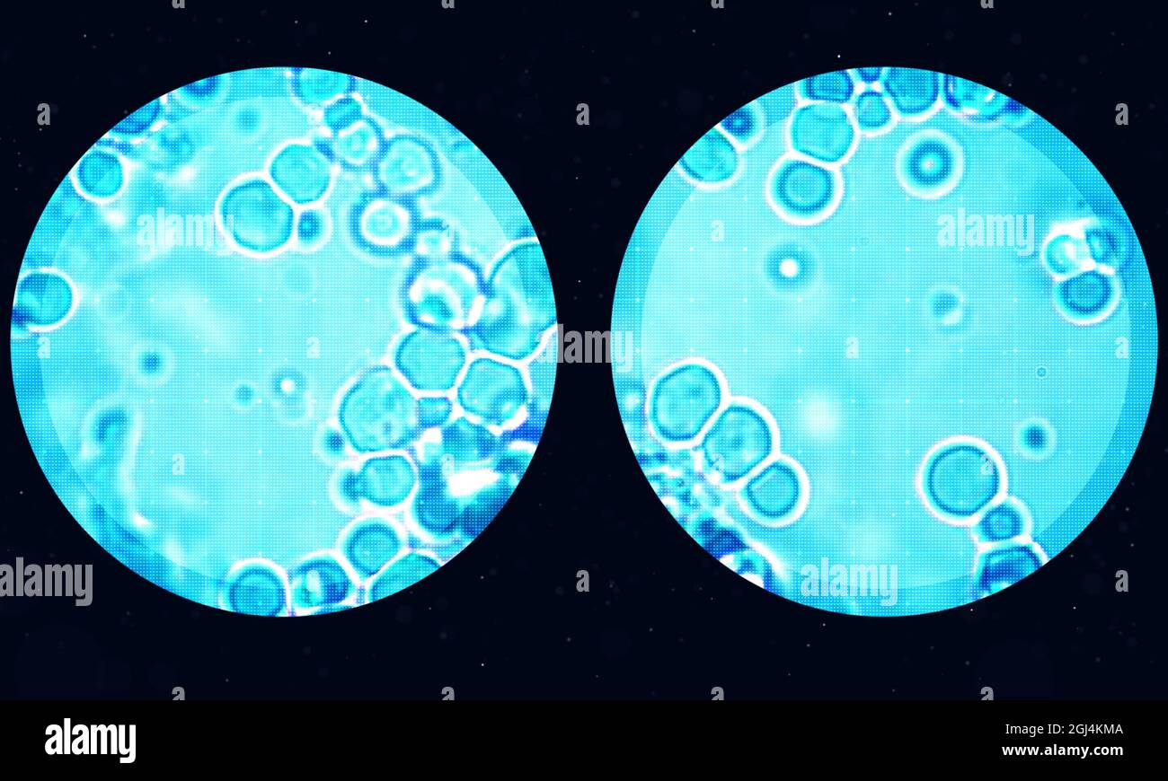 Amoeba Micrograph High Resolution Stock Photography and Images - Alamy
