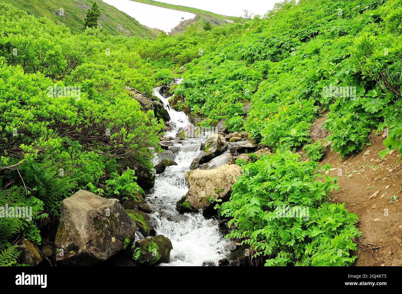 A stormy stream of a mountain stream flowing down through thickets of ...