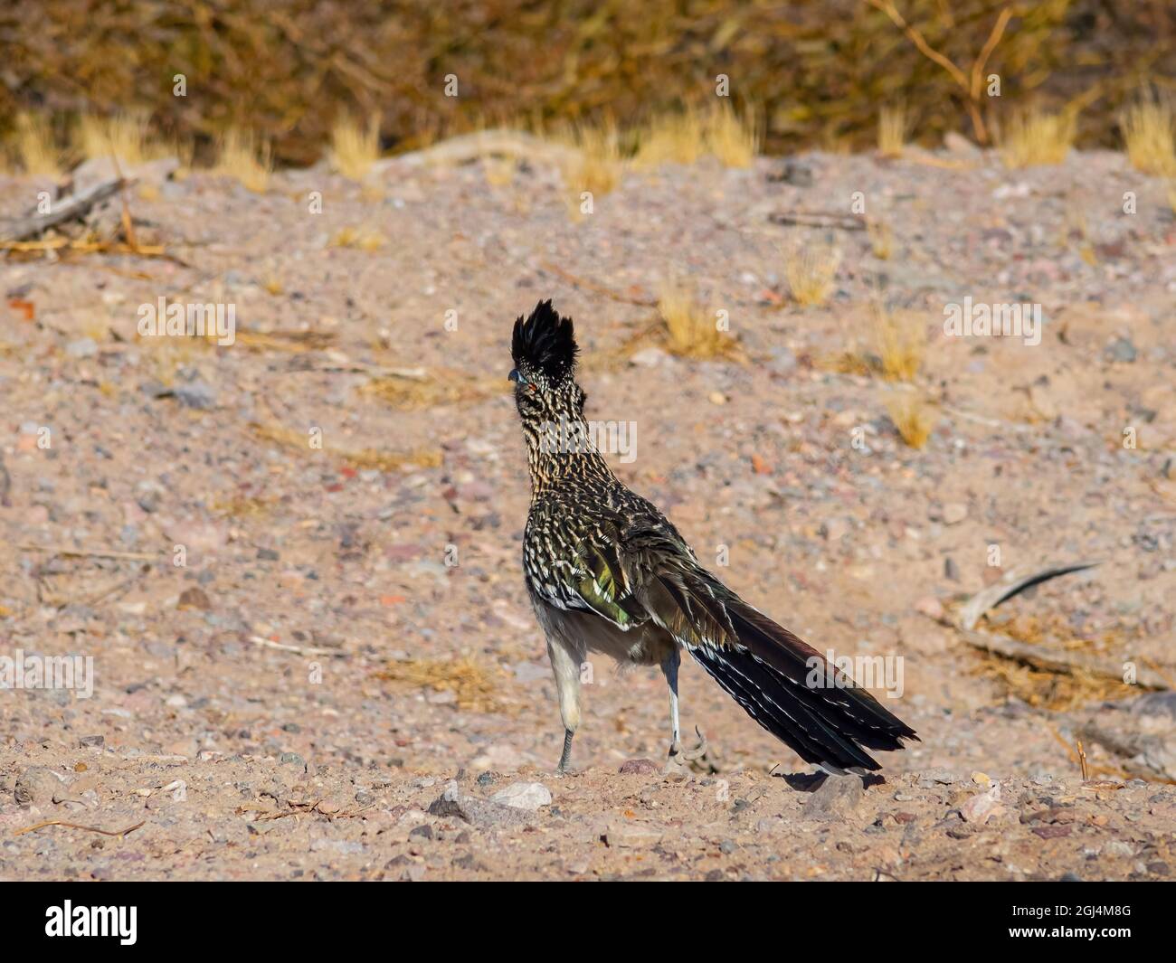 Close up shot of cute Roadrunner on the ground at Las Vegas, Nevada ...
