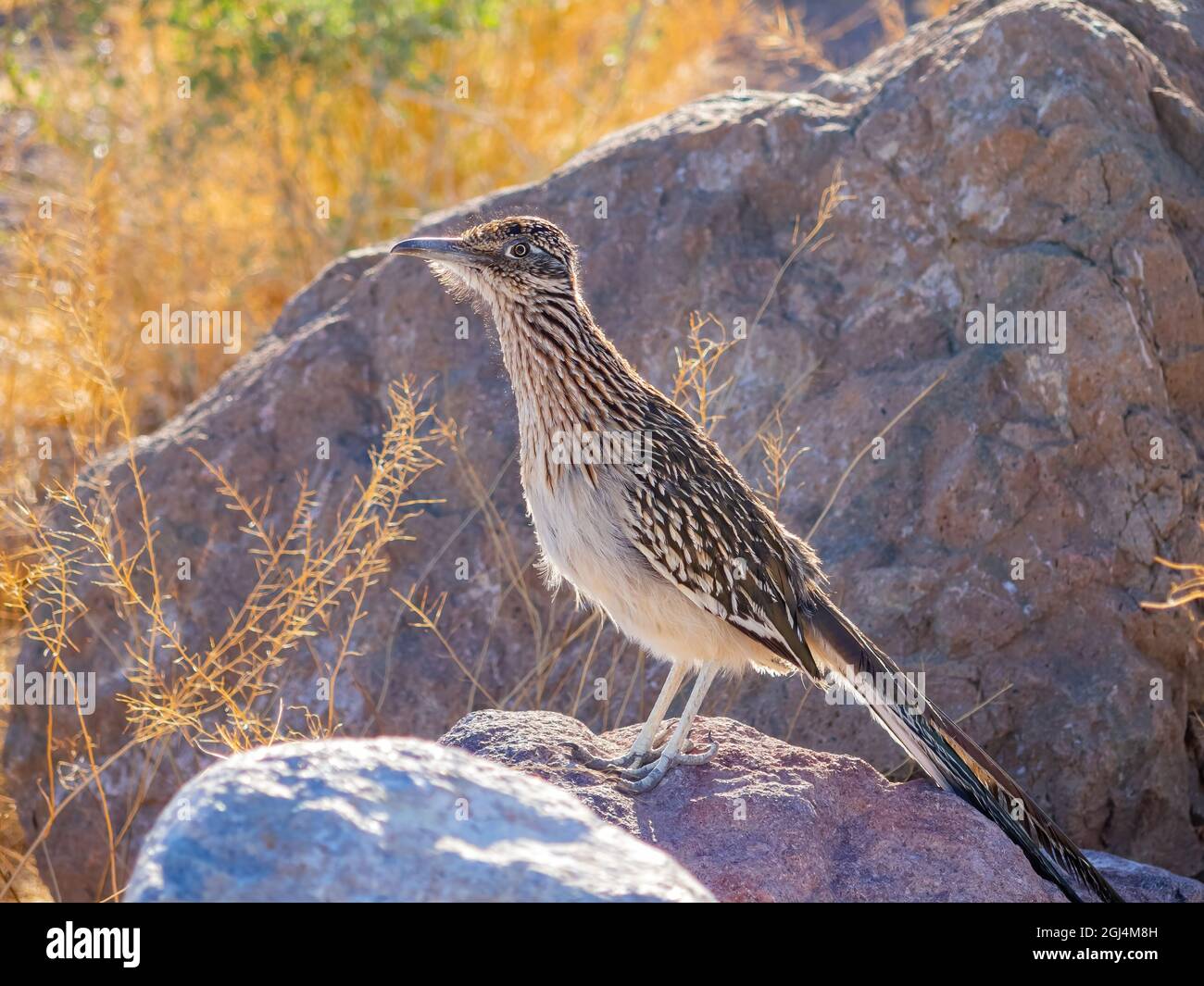 Close up shot of cute Roadrunner on the ground at Las Vegas, Nevada ...