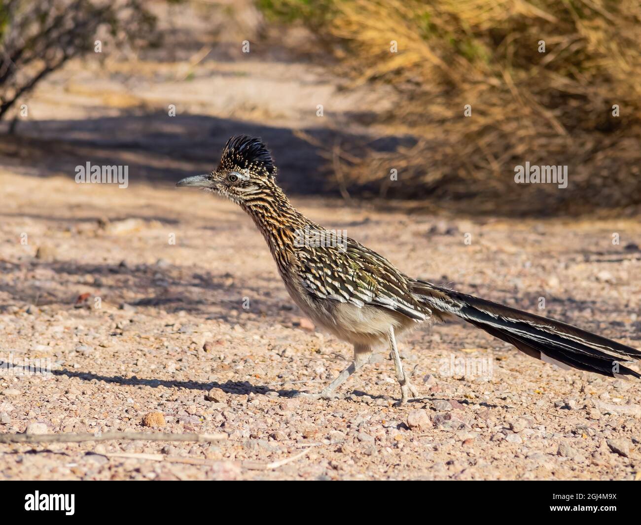 Close up shot of cute Roadrunner on the ground at Las Vegas, Nevada ...