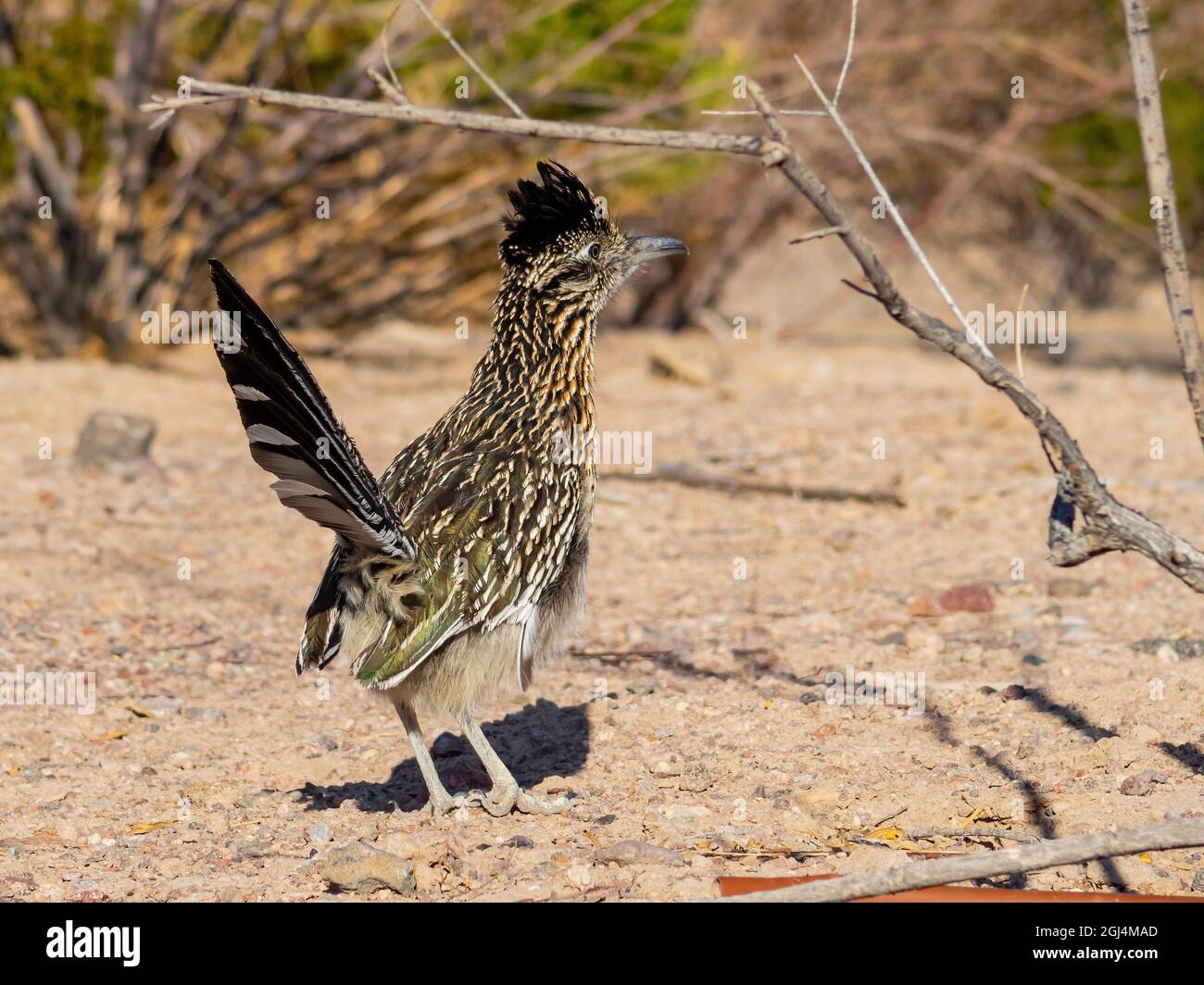 Close up shot of cute Roadrunner on the ground at Las Vegas, Nevada ...