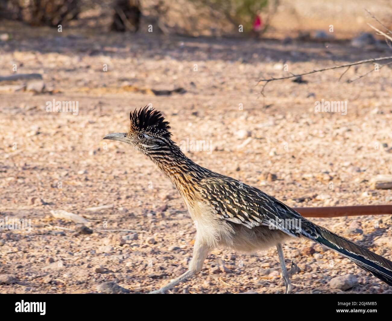 Close up shot of cute Roadrunner on the ground at Las Vegas, Nevada ...